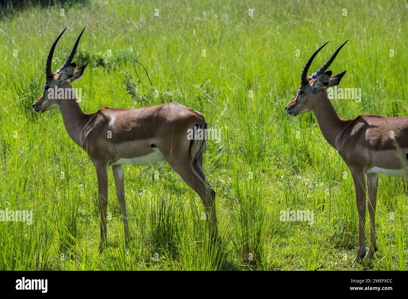 Impalas photographed on safari in Akagera National Park in Northeastern ...