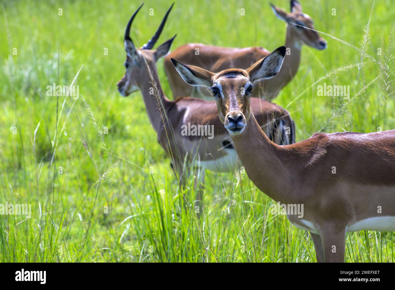 Impalas photographed on safari in Akagera National Park in Northeastern ...