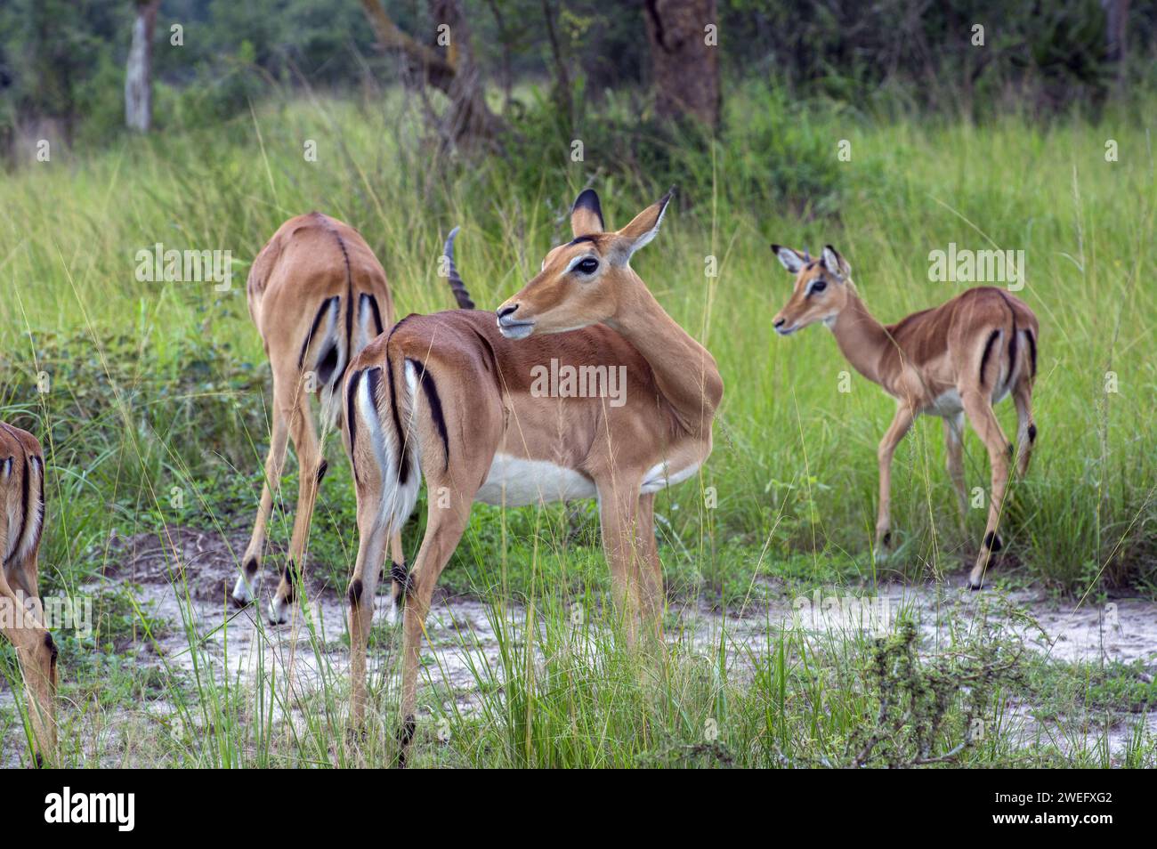 Impalas photographed on safari in Akagera National Park in Northeastern ...