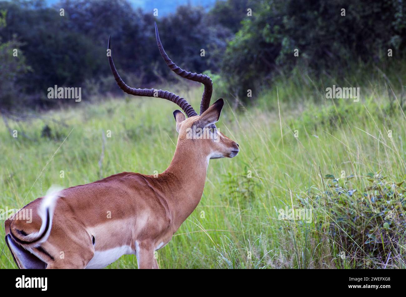 Impala photographed on safari in Akagera National Park in Northeastern ...