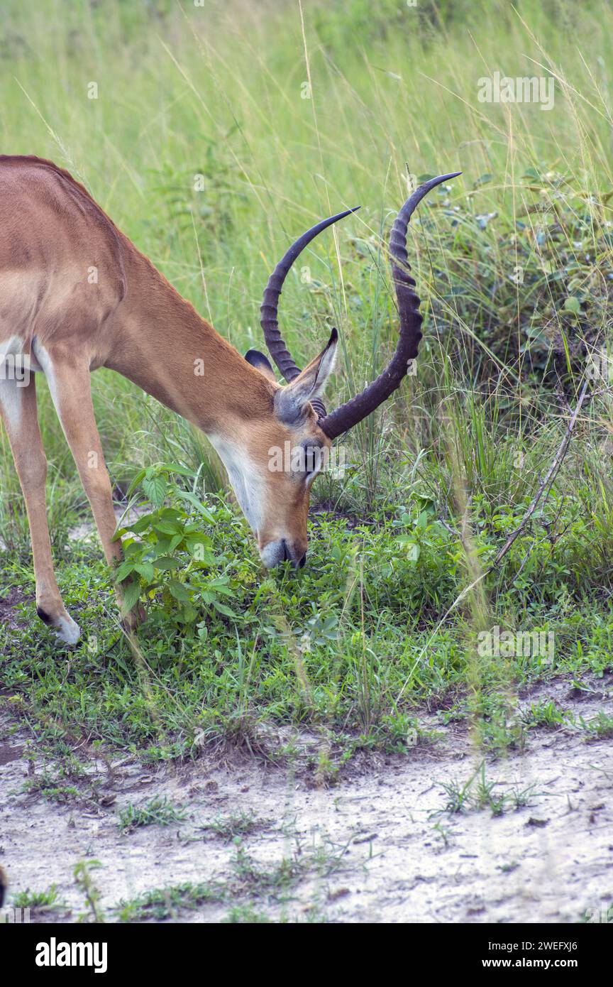 Impala photographed on safari in Akagera National Park in Northeastern ...