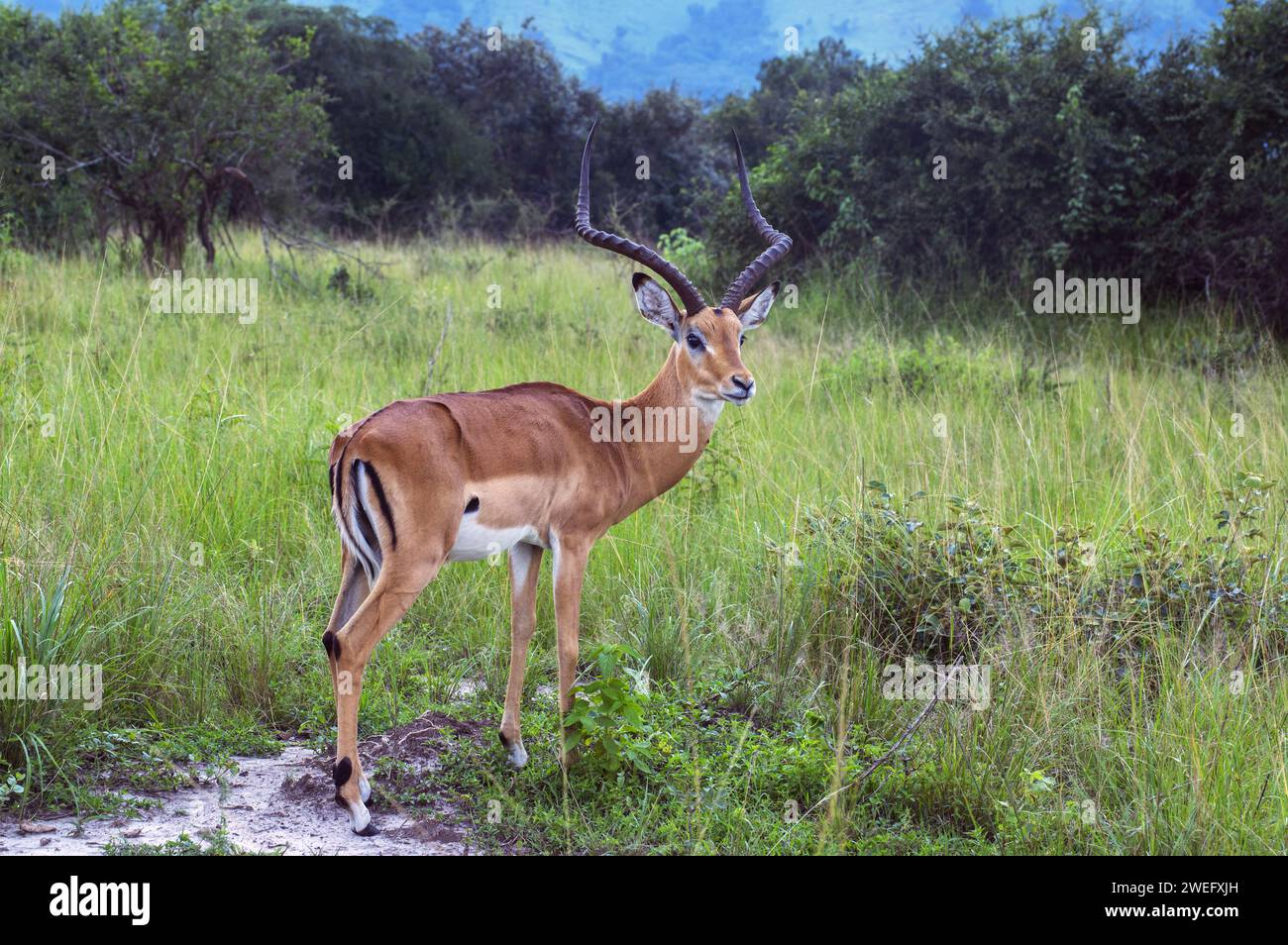 Impala photographed on safari in Akagera National Park in Northeastern ...