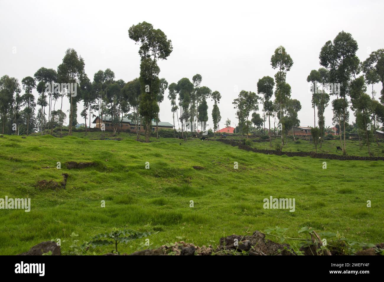 Agricultural development in rwanda hi-res stock photography and images ...