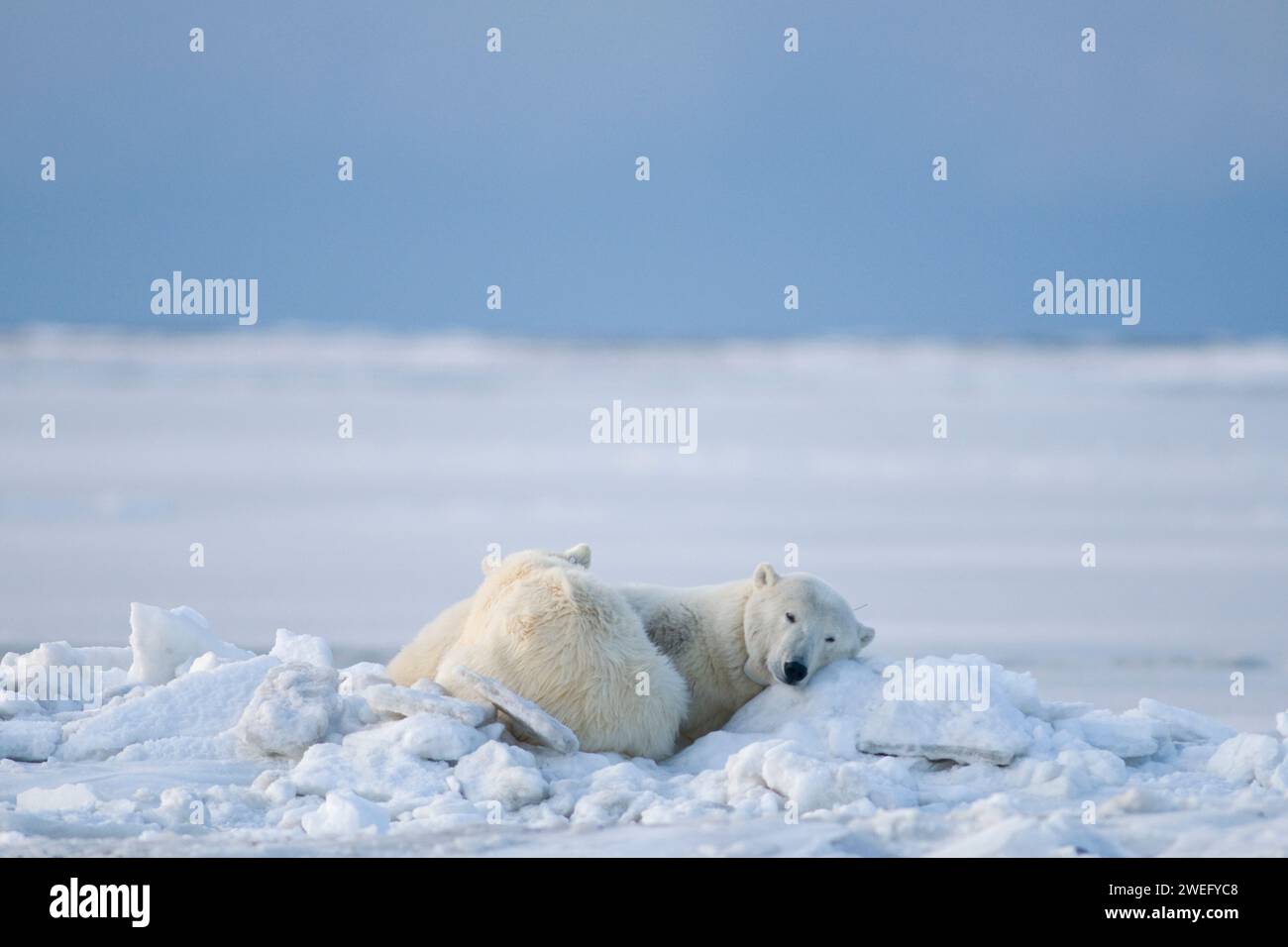 polar bears, Ursus maritimus, collared sow nurses her spring cub out on ...