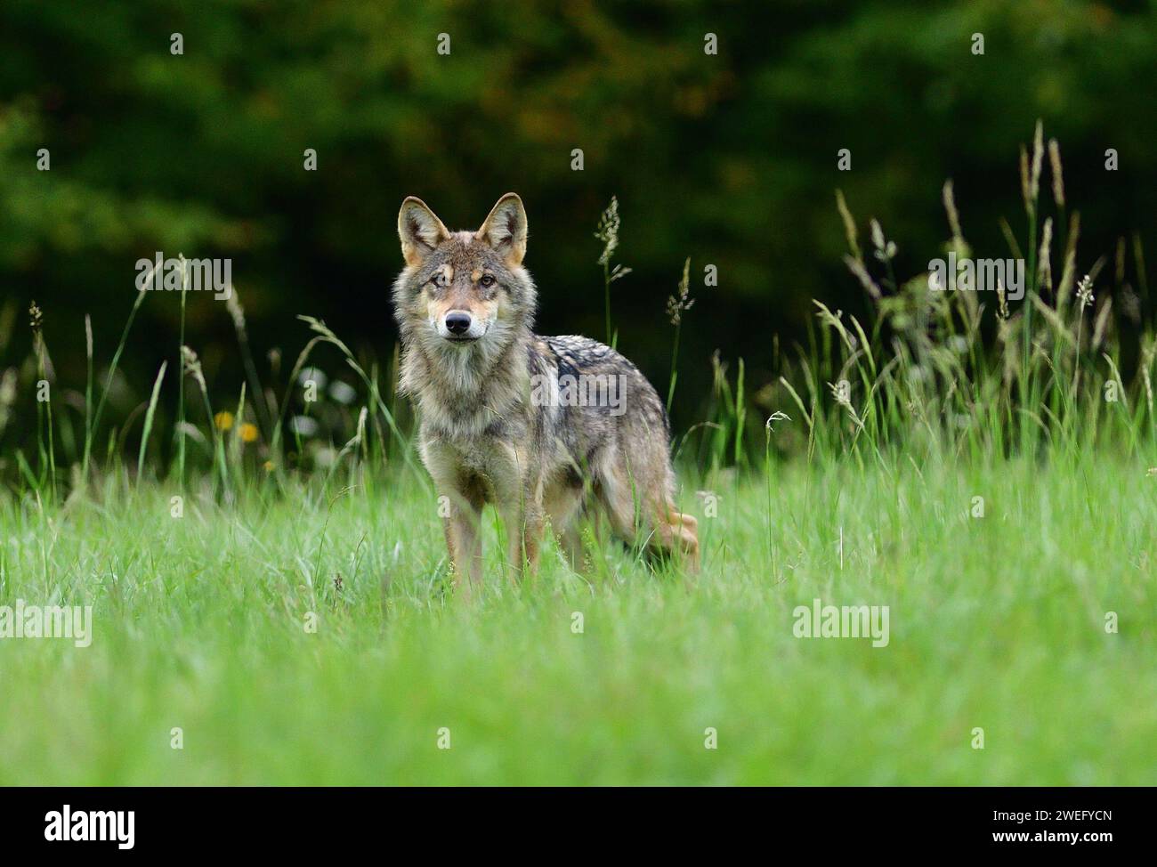 Grey wolf stalking hi-res stock photography and images - Alamy