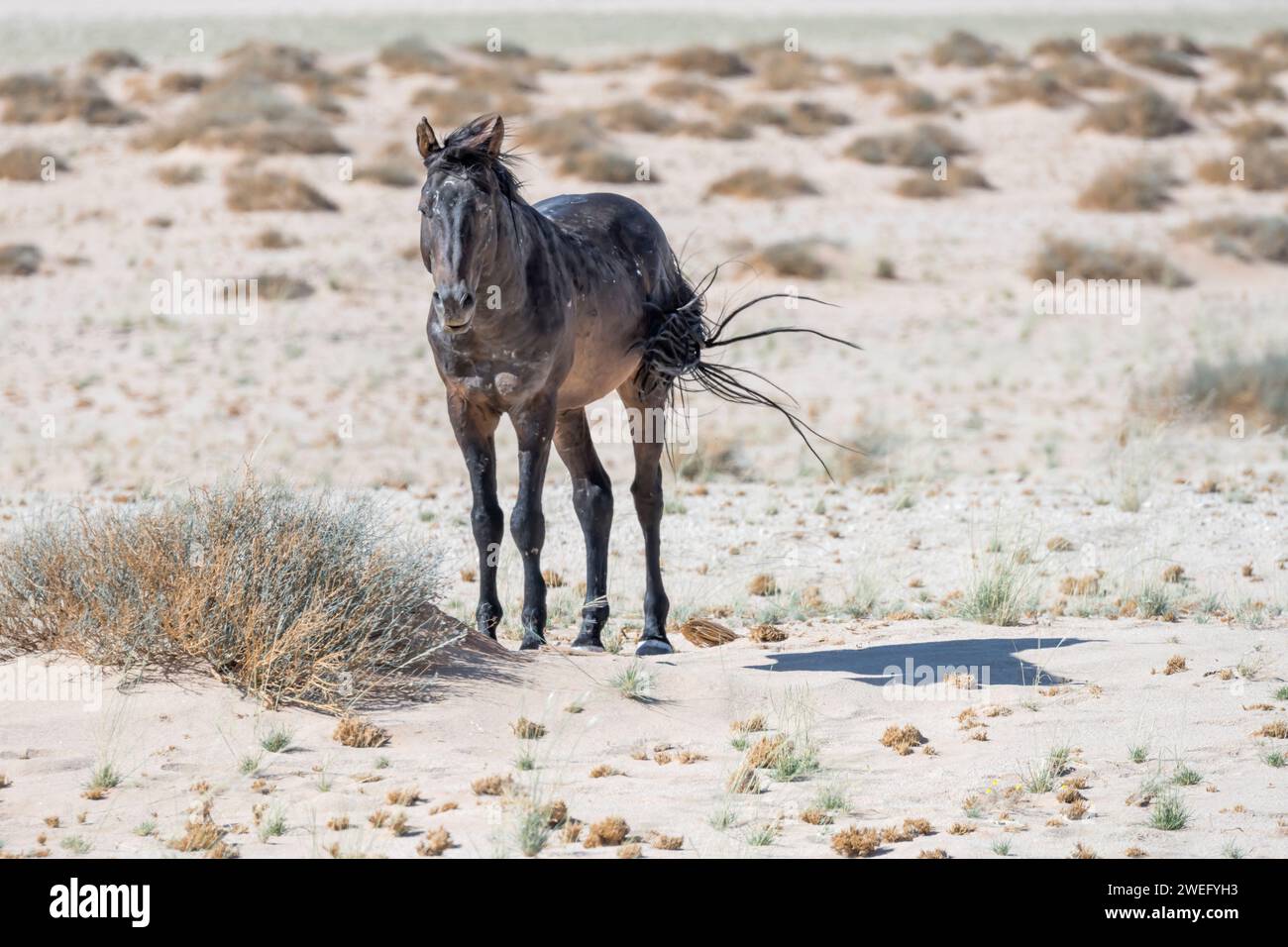 black wild horse on sand in Naukluft desert, shot in bright late spring ...