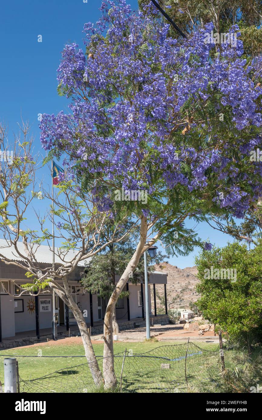 Jacaranda tree hi-res stock photography and images - Alamy