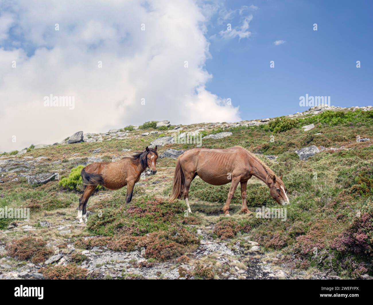 High mountaim semi-wild mare and foal. Peneda Geres national park ...