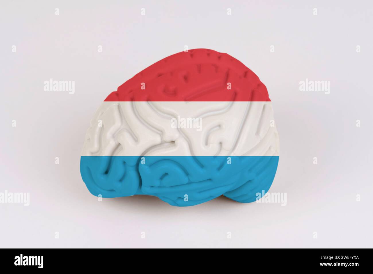 On a white background, a model of the brain with a picture of a flag ...