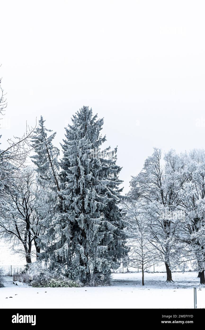 Snowy deciduous trees and conifers in winter, vertical with copy space ...
