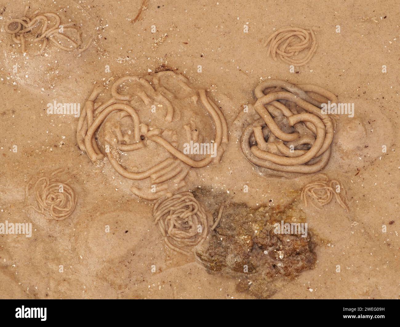 Worm casts hi-res stock photography and images - Alamy