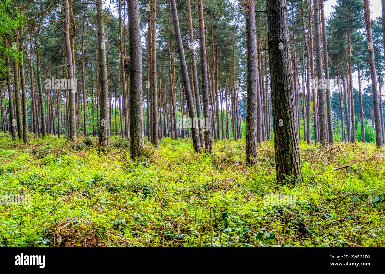 Hopwas Woods, Staffordshire, UK Stock Photo - Alamy