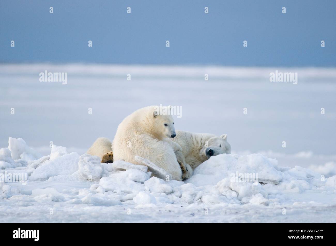 polar bears Ursus maritimus collared sow with spring cub rest in ...