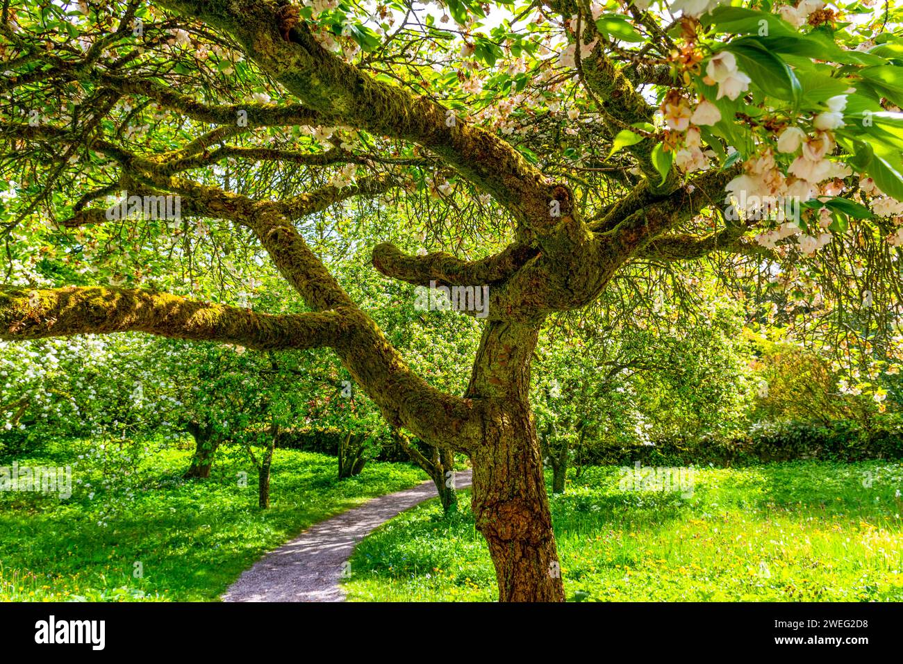 Gnarly tree hi-res stock photography and images - Alamy