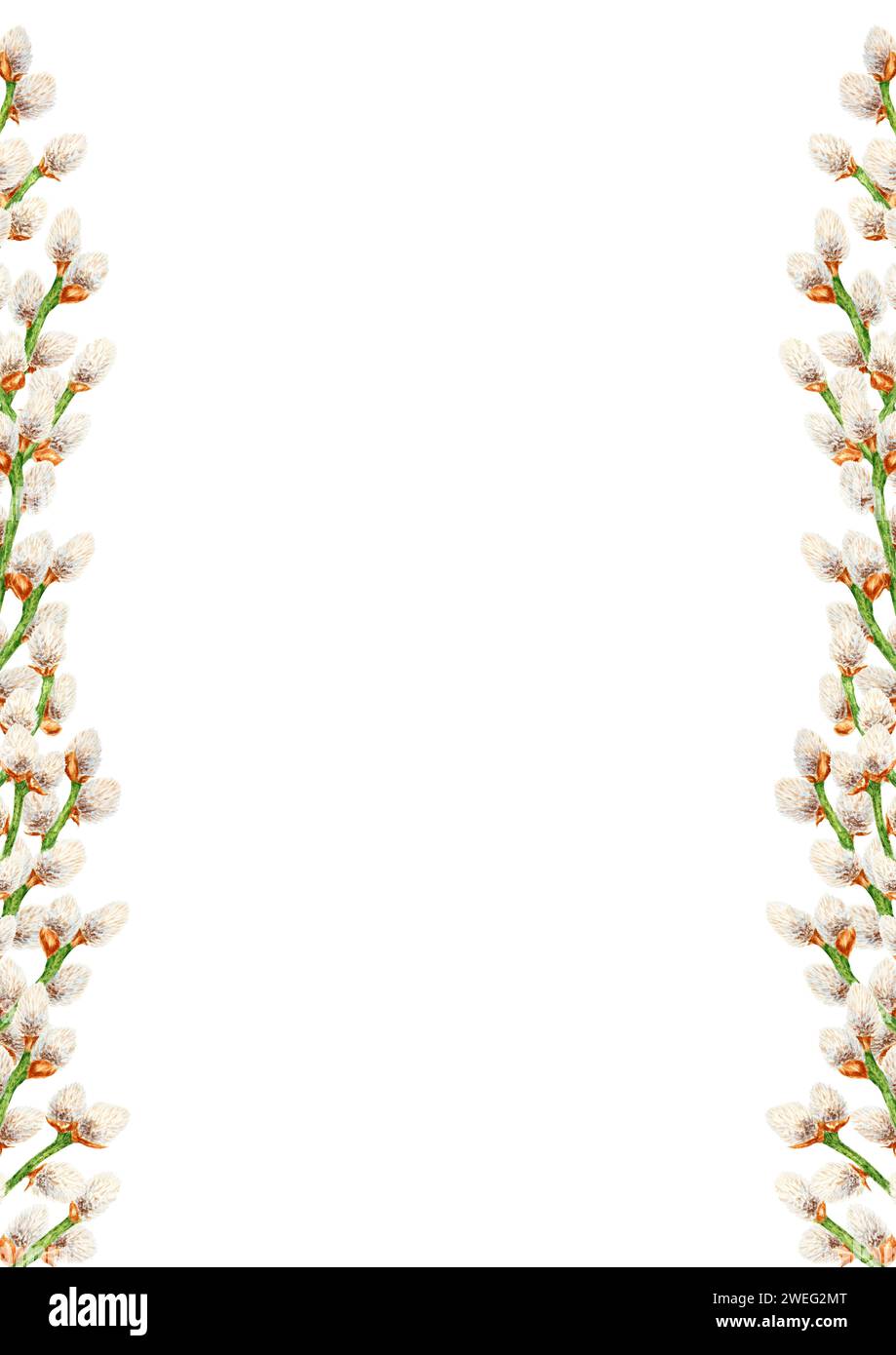 Hand drawn watercolor border frame of pussy willow. Botanical clip art ...