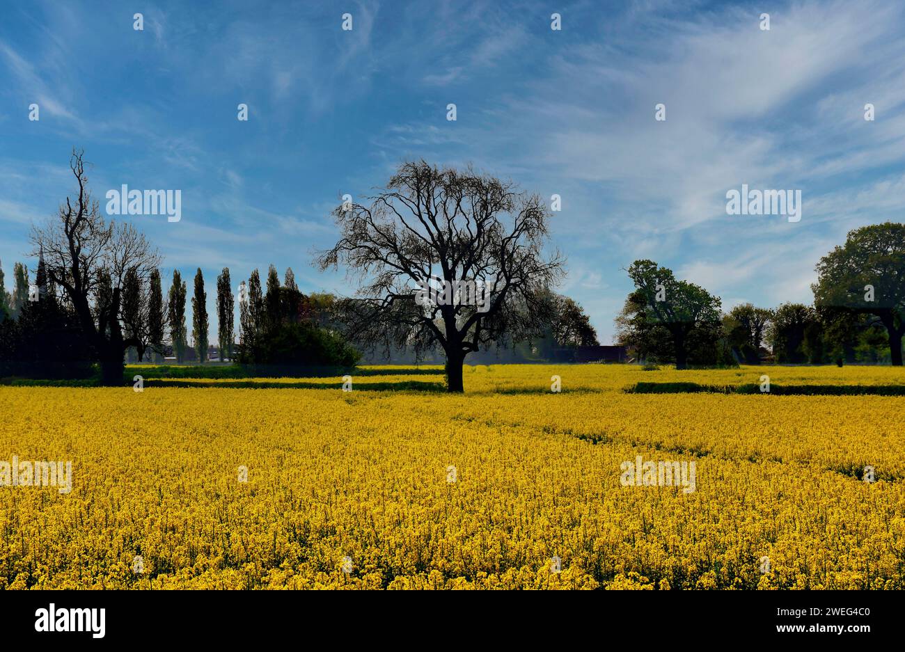 Rapeseed Field, UK Stock Photo - Alamy