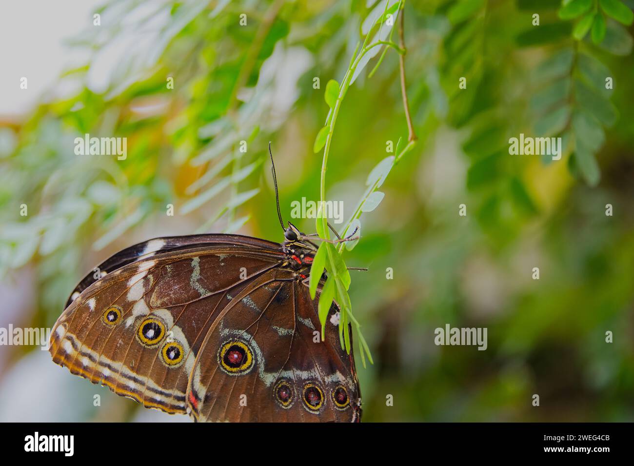 Side view of a brown spotted butterfly on a tree trunk Stock Photo - Alamy