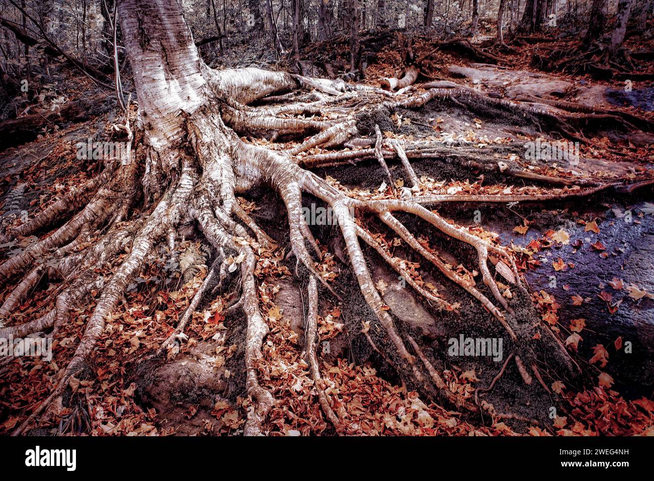 Tree roots reach for soil in the rocky Green Mountains of Vermont Stock ...