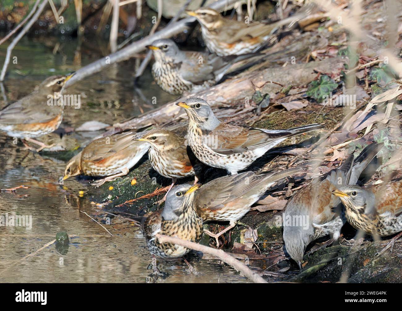 Fieldfare and Redwing, Turdus pilaris, Turdus iliacus, Budapest ...