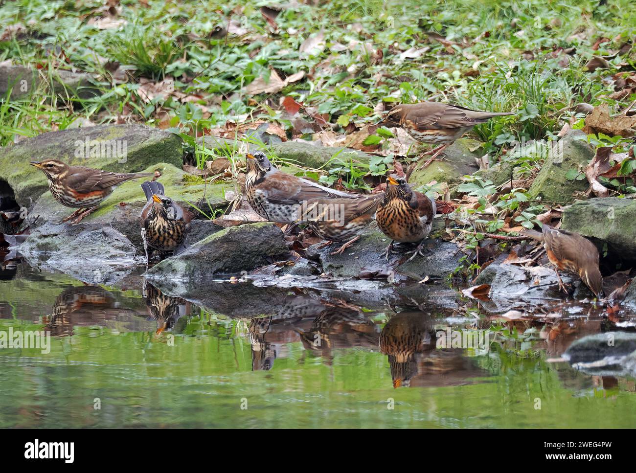 Fieldfare and Redwing, Turdus pilaris, Turdus iliacus, Budapest ...