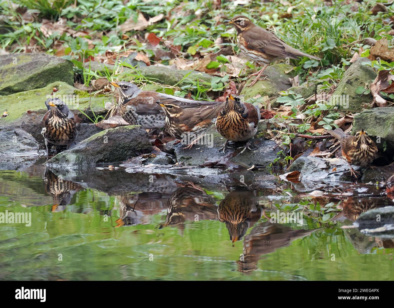 Fieldfare (Turdus pilaris) and Redwing (Turdus iliacus), Budapest ...