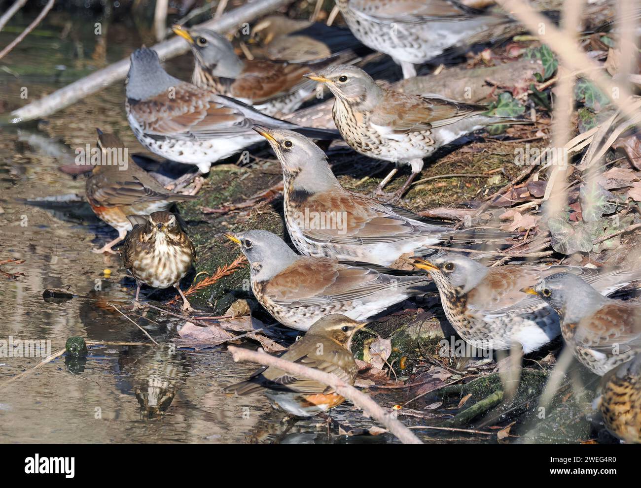 Fieldfare and Redwing, Turdus pilaris, Turdus iliacus, Budapest ...