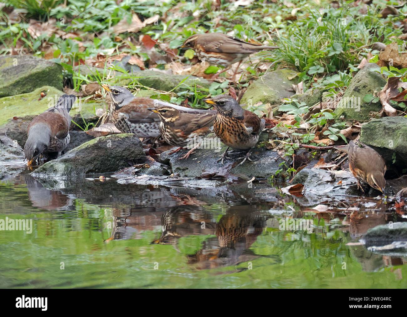Fieldfare (Turdus pilaris) and Redwing (Turdus iliacus), Budapest ...