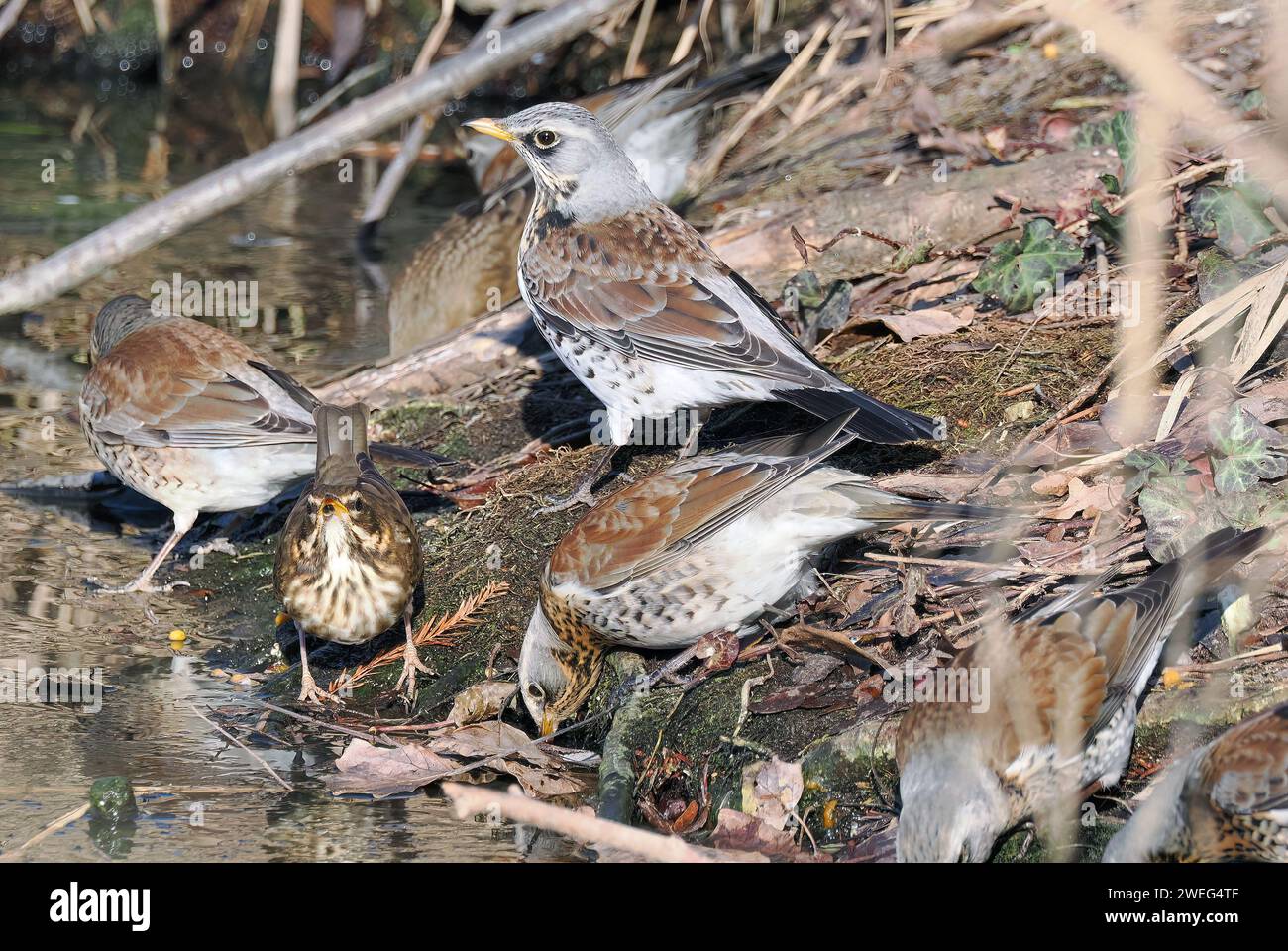 Fieldfare and Redwing, Turdus pilaris, Turdus iliacus, Budapest ...