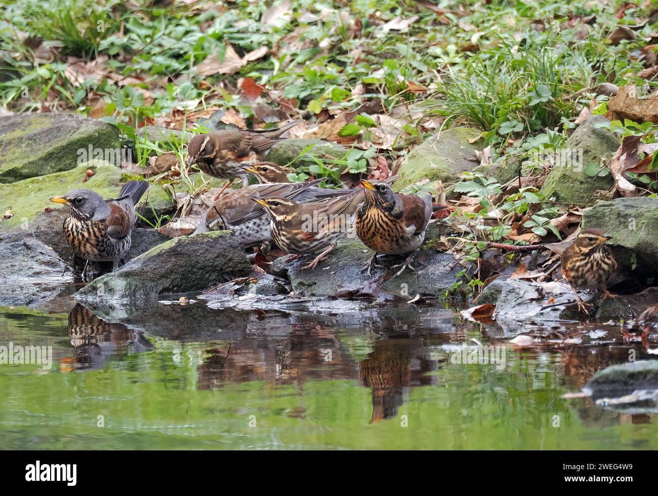 Fieldfare (Turdus pilaris) and Redwing (Turdus iliacus), Budapest ...