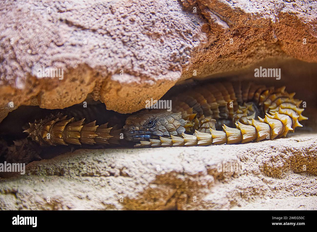 Bearded dragon hides in a niche between the rocks looking at the camera ...