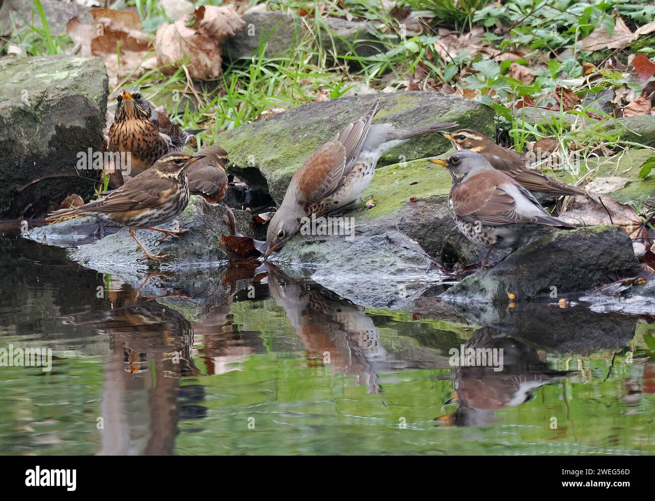Fieldfare and Redwing, Turdus pilaris, Turdus iliacus, Budapest ...