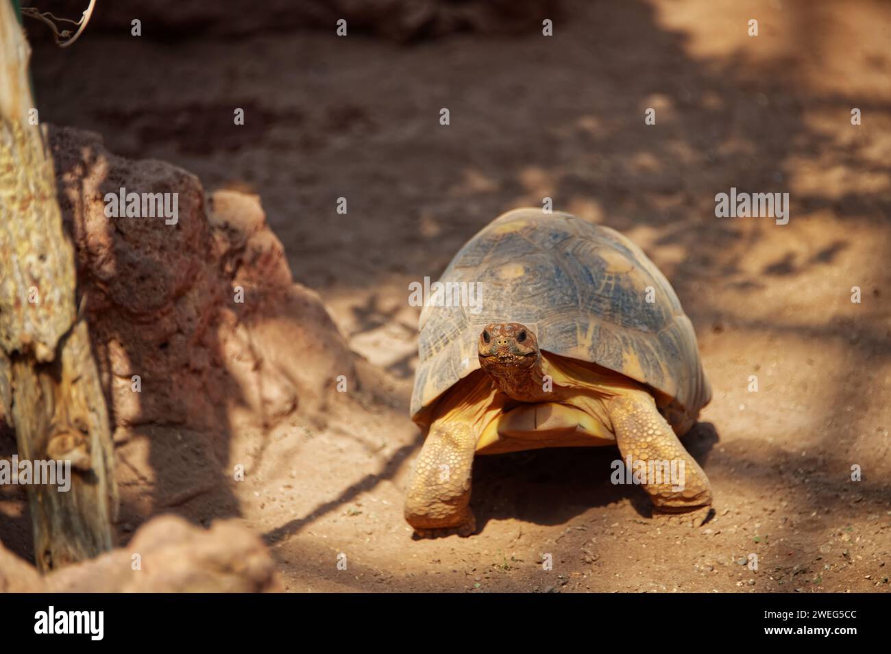 Front view of a tortoise in brown color looking at the camera Stock ...