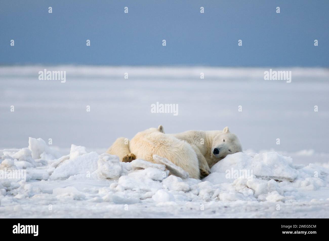 polar bears, Ursus maritimus, collared sow nurses her spring cub out on ...