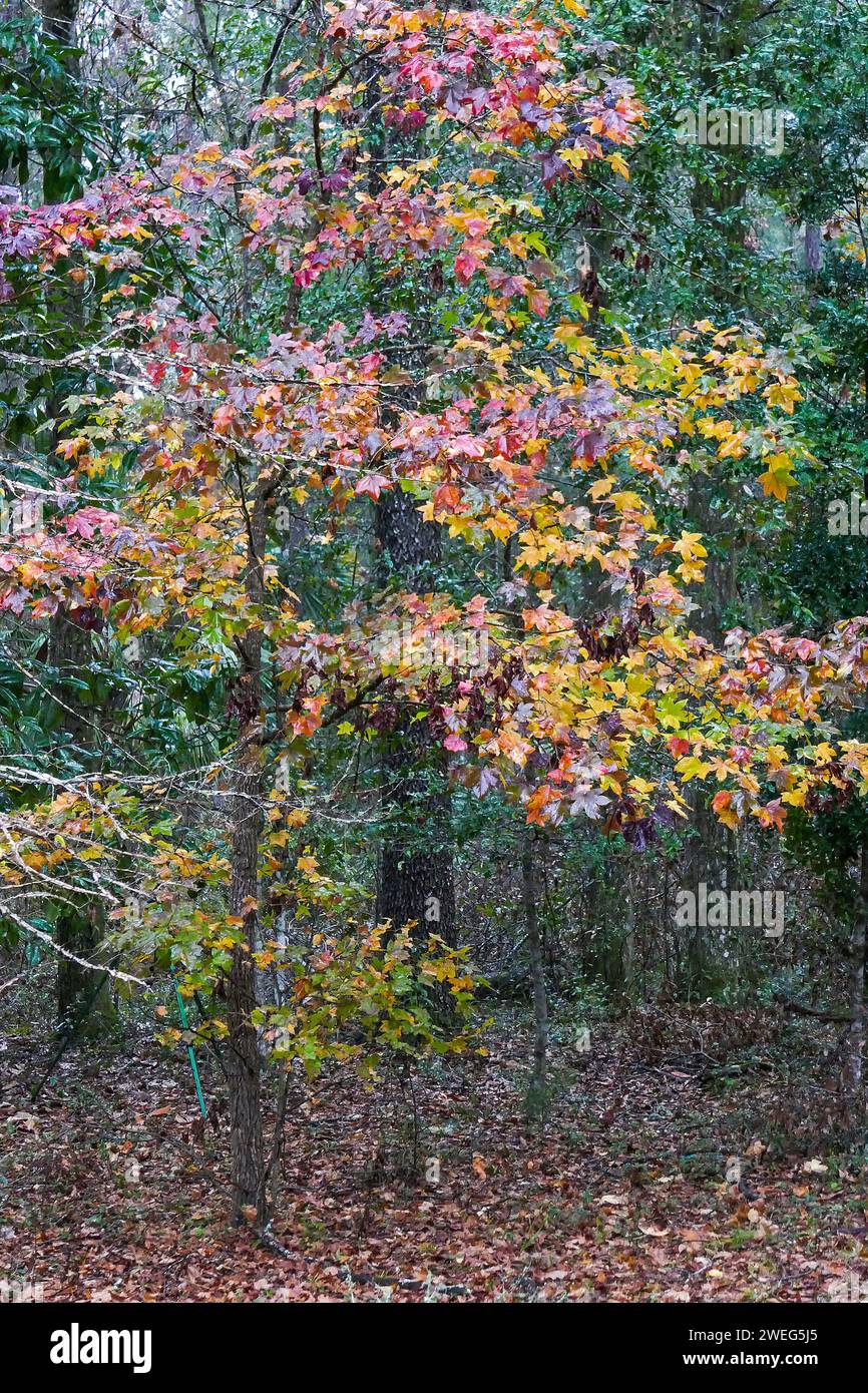 Sweetgum tree hi-res stock photography and images - Alamy