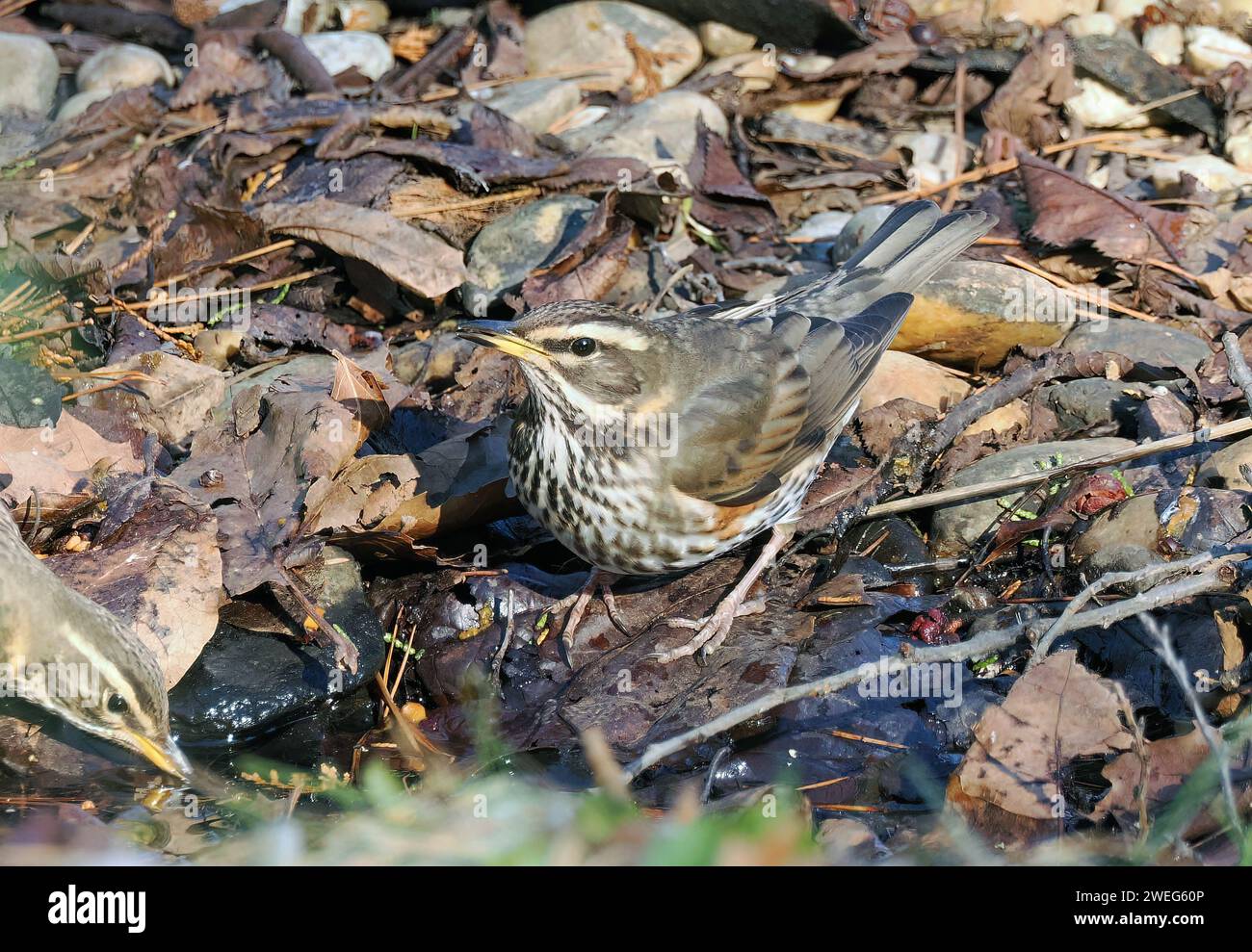 Redwing, Rotdrossel, Grive mauvis, Turdus iliacus, szőlőrigó, Budapest ...