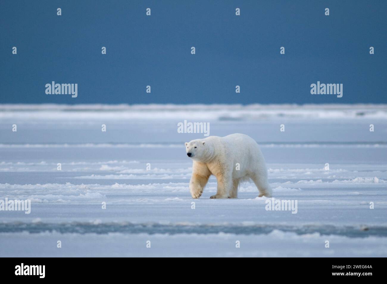polar bear, Ursus maritimus, boar walks along the arctic coast in ...
