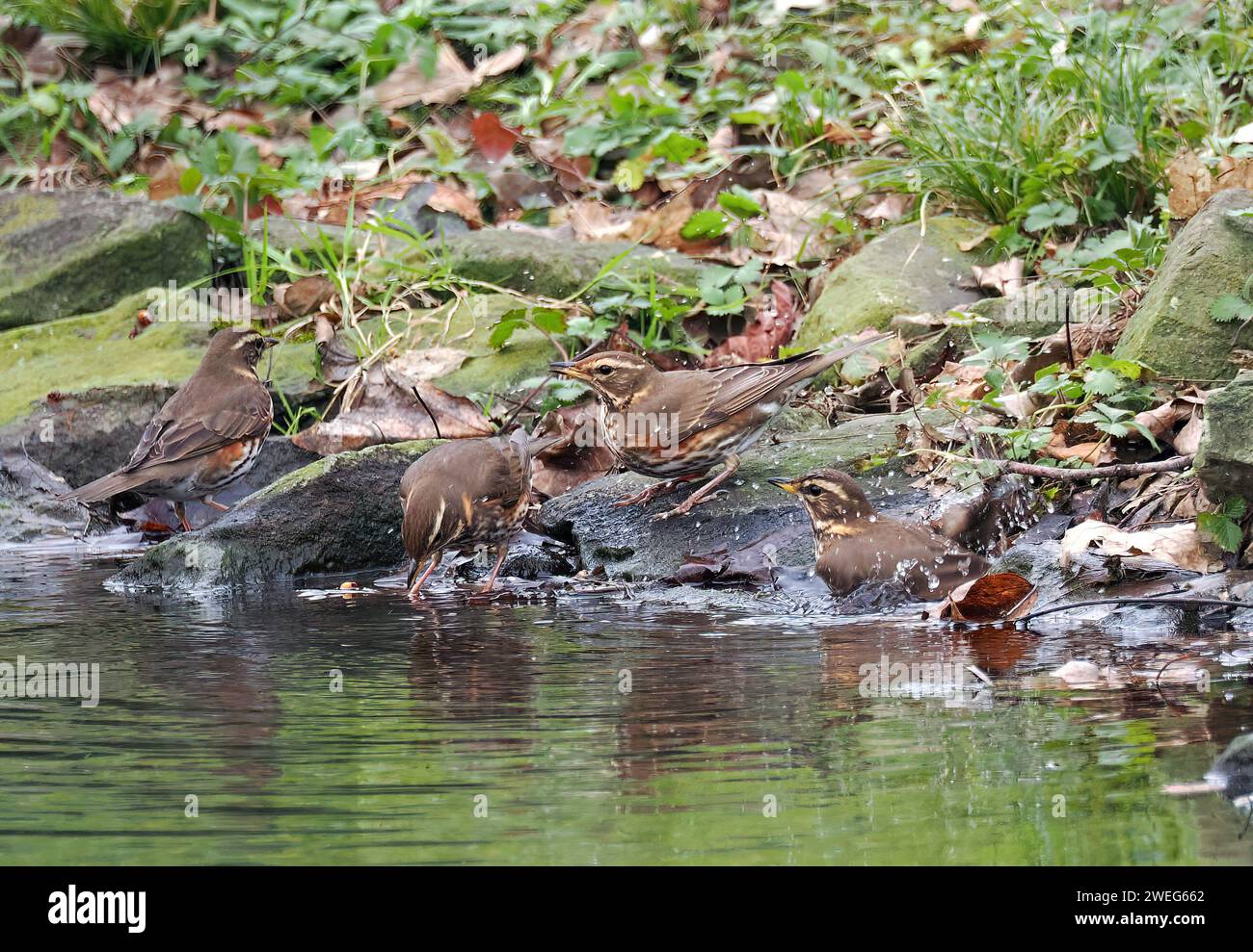 Redwing, Rotdrossel, Grive mauvis, Turdus iliacus, szőlőrigó, Budapest ...