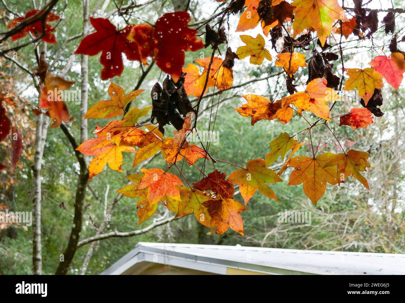 Sweetgum tree hi-res stock photography and images - Alamy