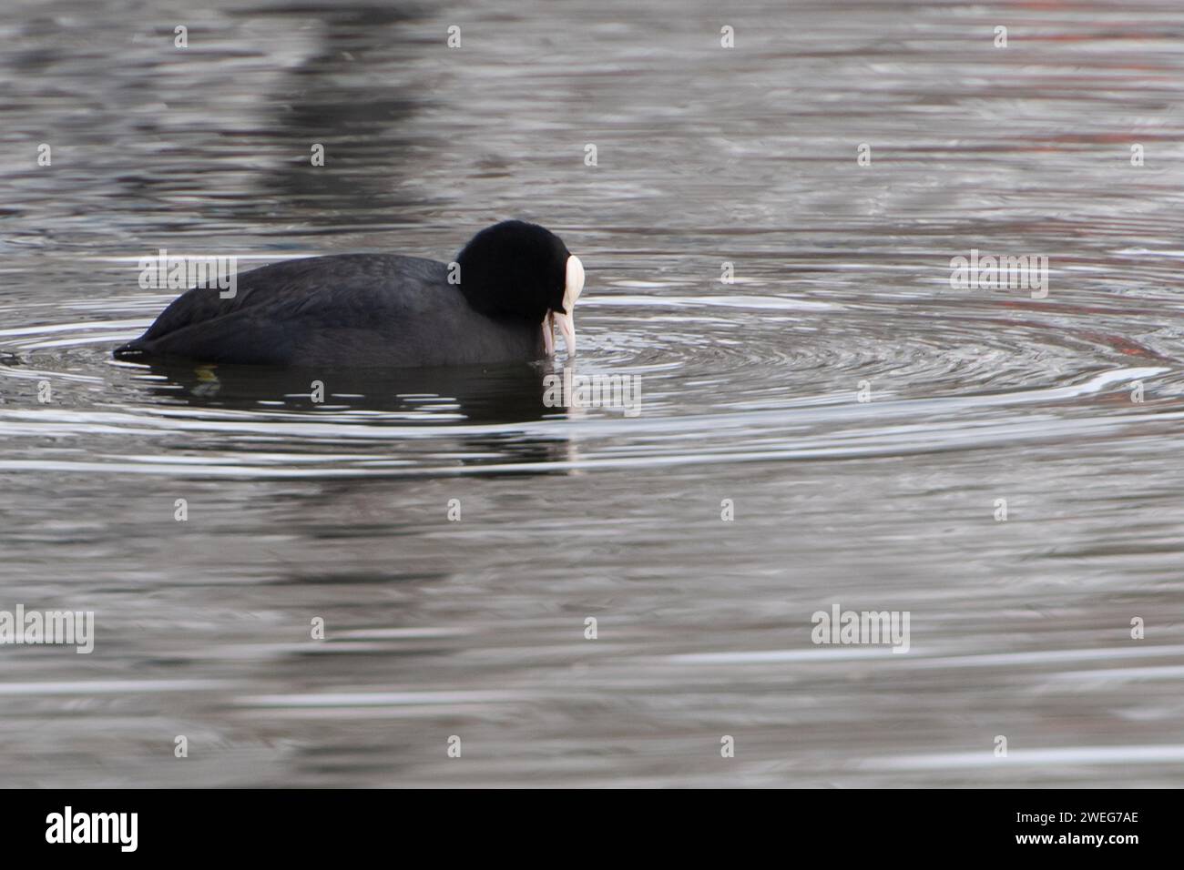 Harefield, UK. 25th January, 2024. A coot appears to smile as it feeds ...