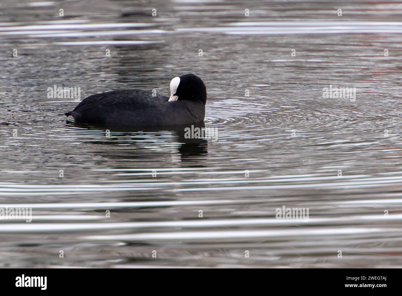 Harefield, UK. 25th January, 2024. A coot preens its feathers on the ...