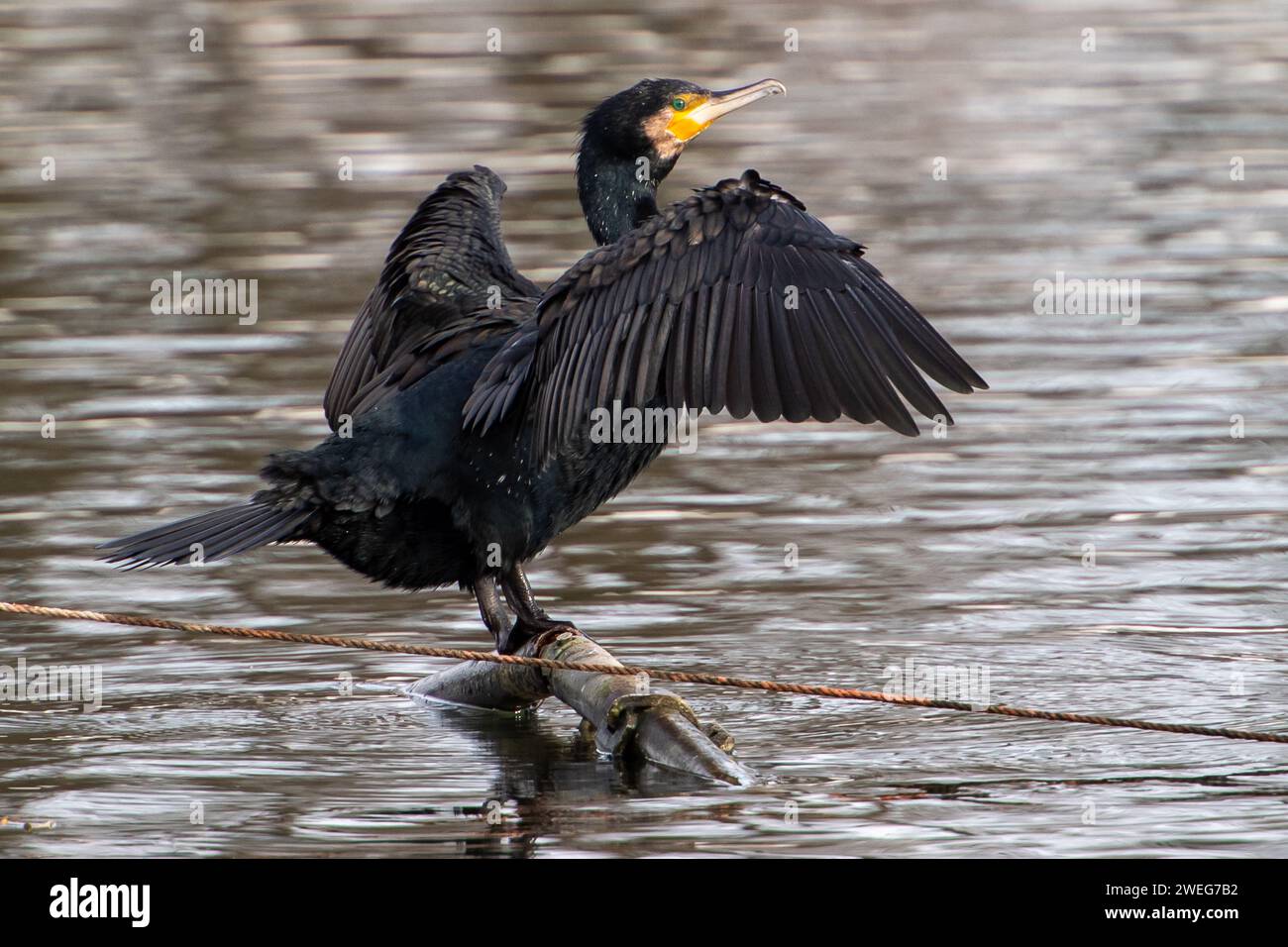 Harefield, UK. 25th January, 2024. A cormorant perched on top of a ...
