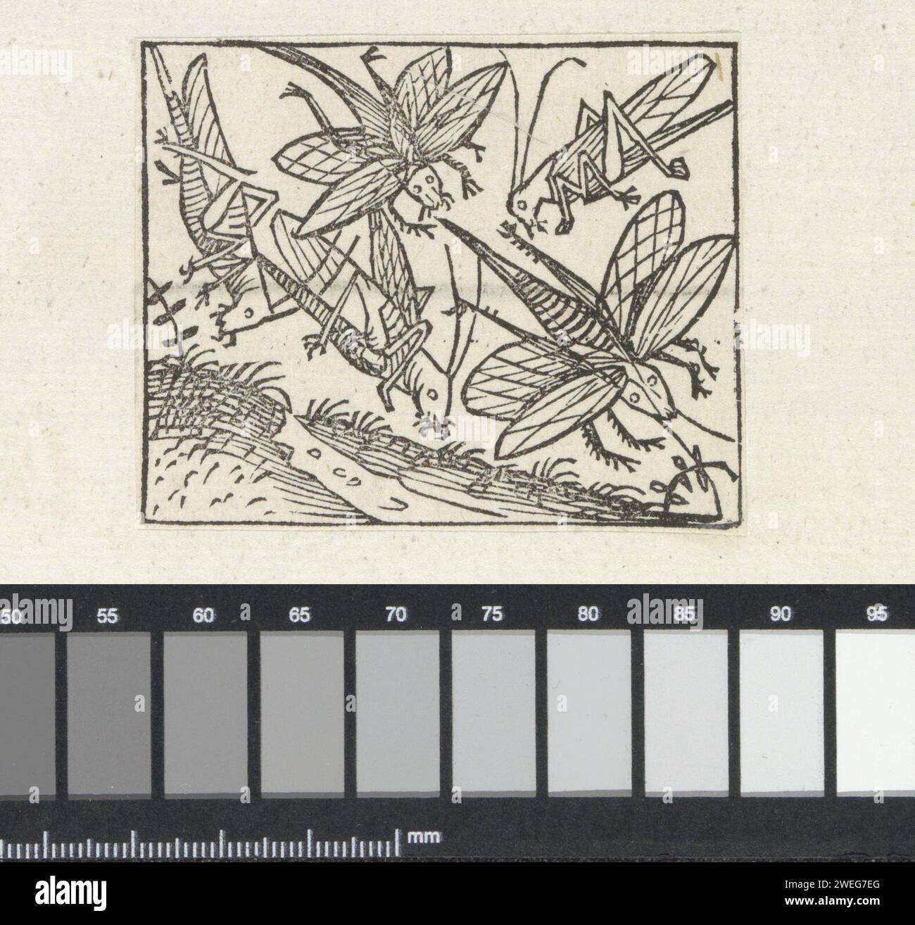 Five Grasshoppers, Michel Wolgemut (workshop of), 1493 print Five ...