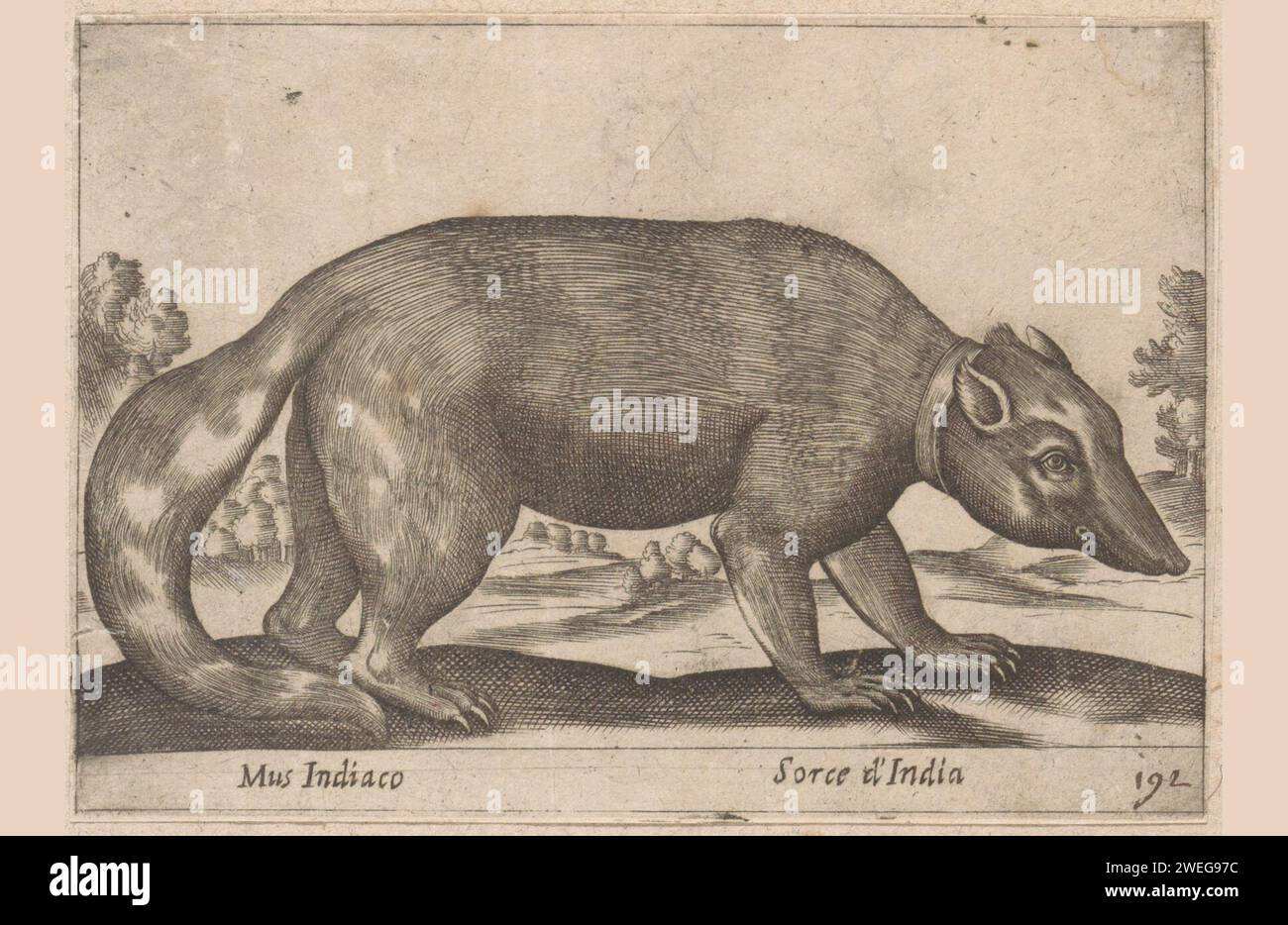 Red Nose Bear or South American Coati (Nasua Nasua), Antonio Tempesta ...