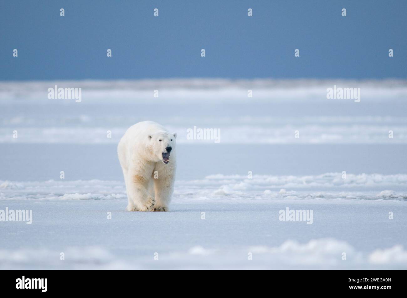 polar bear, Ursus maritimus, nervous adult boar walks on newly formed ...