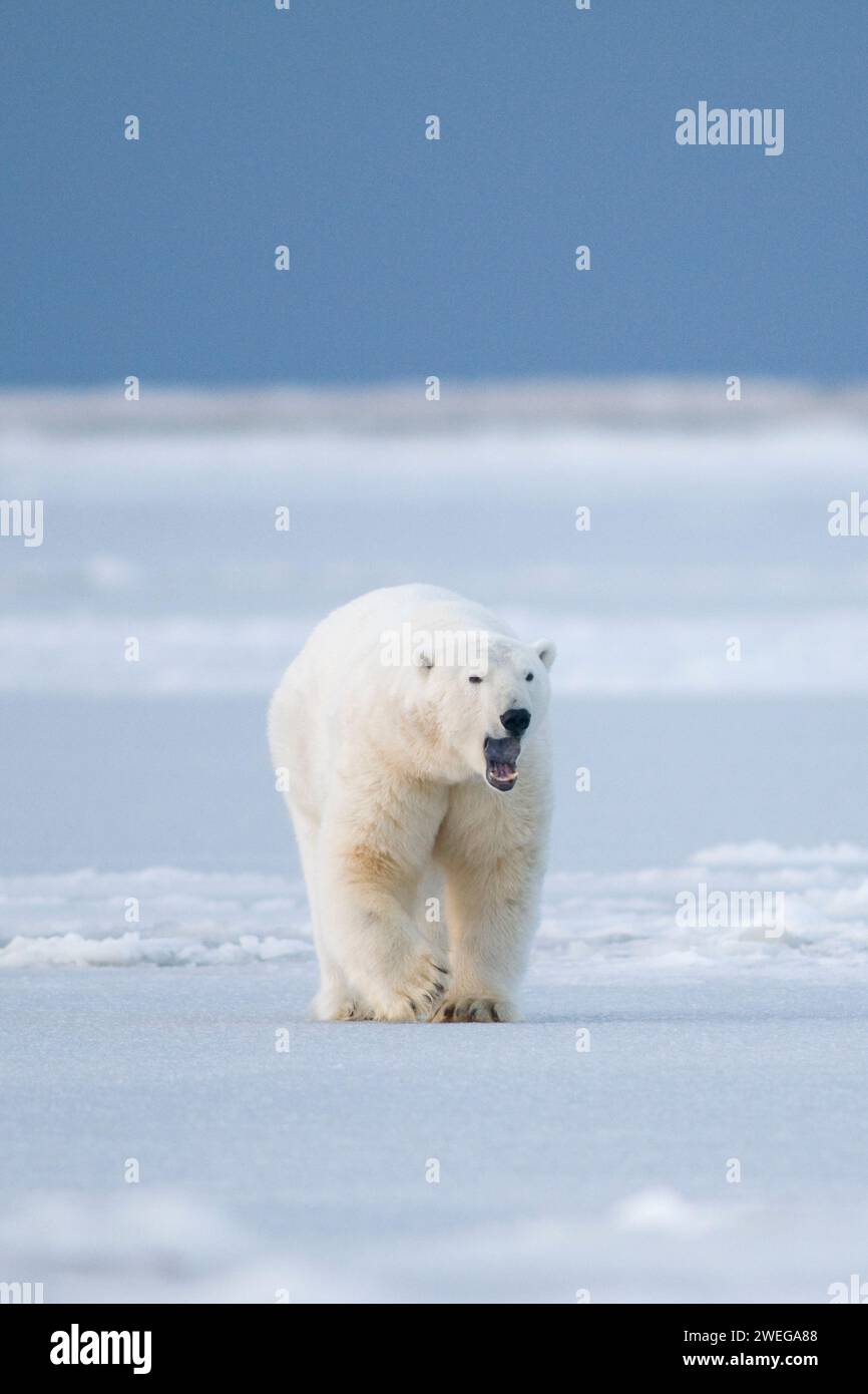 polar bear, Ursus maritimus, nervous adult boar yawns as it walks along ...