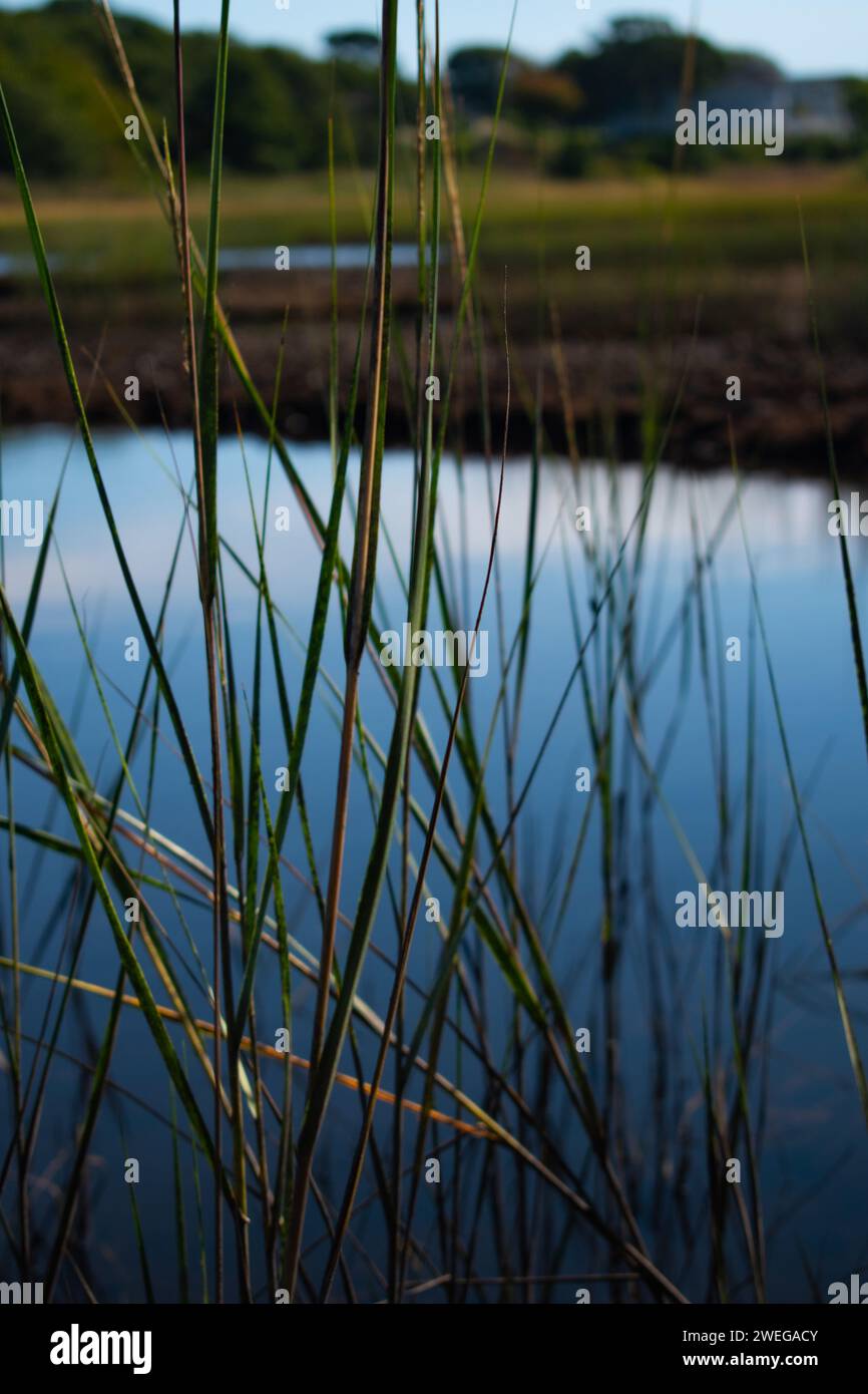 Marsh grass cape cod hi-res stock photography and images - Alamy