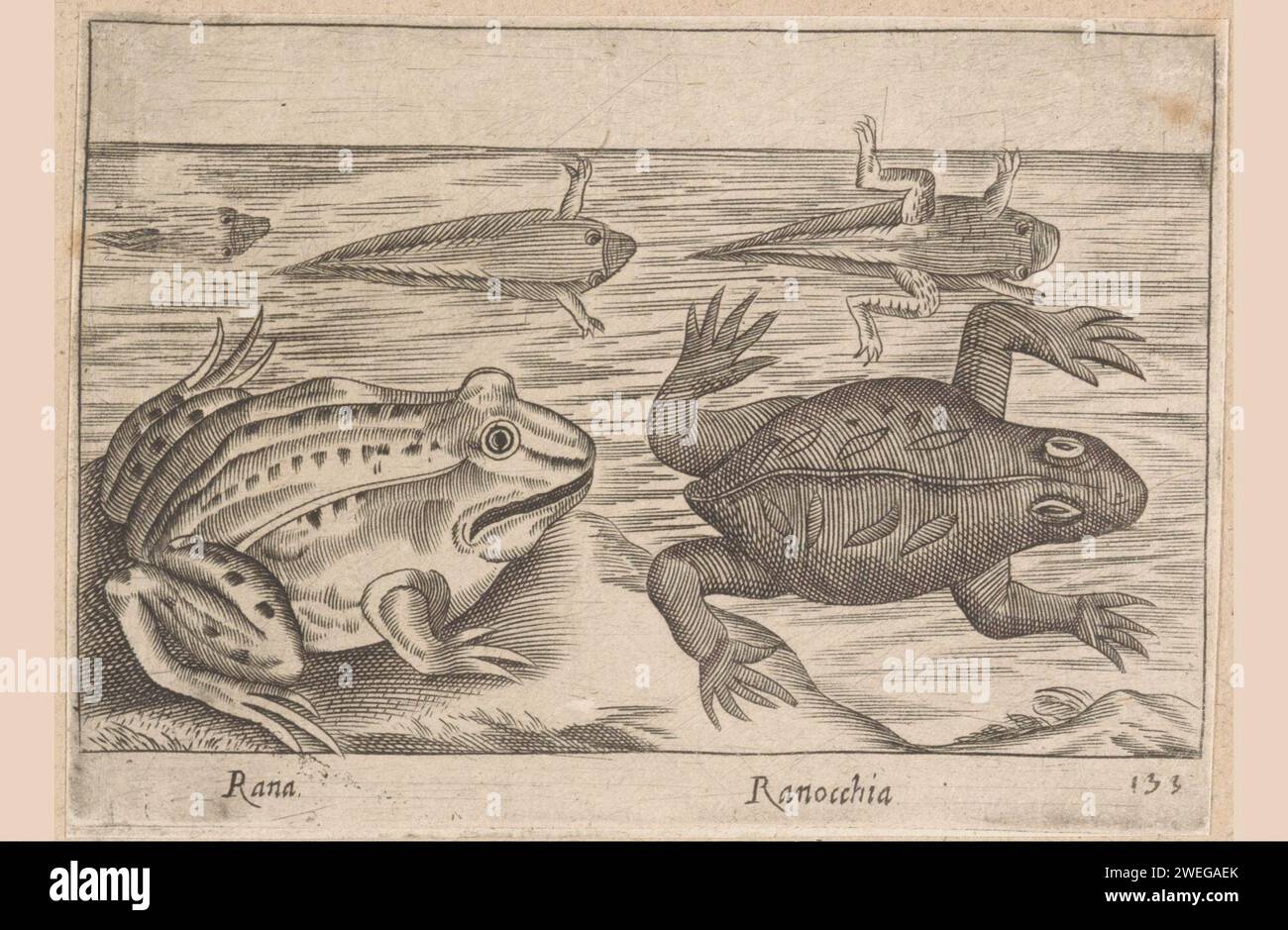 Five stages of a frog, Antonio Tempesta, in or before 1650 print Five ...