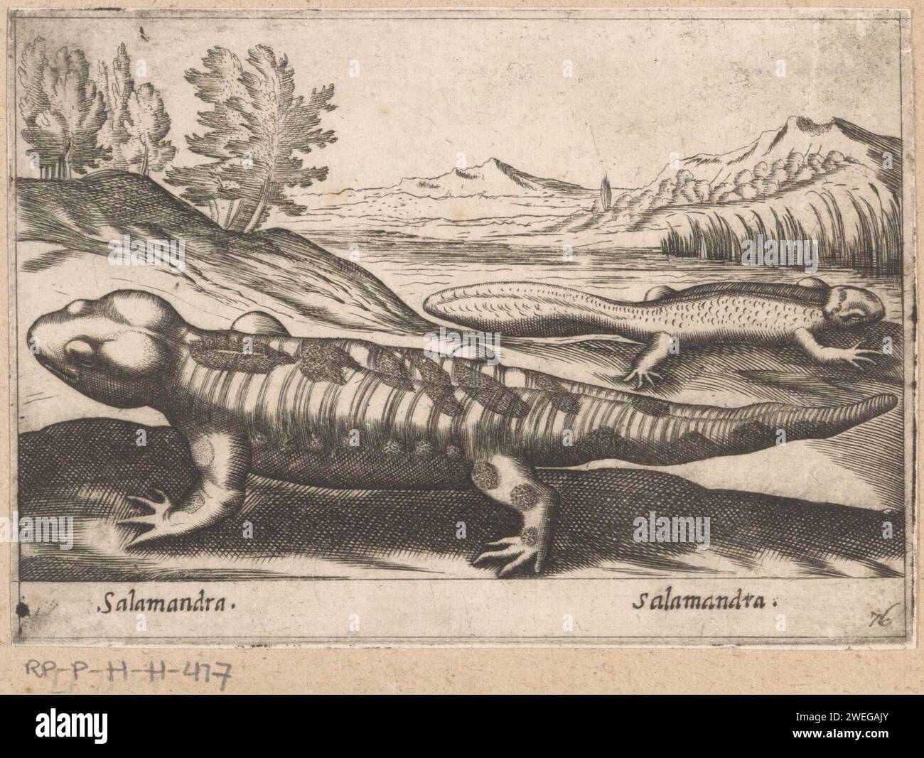Salamanders, Antonio Tempesta, in Or Before 1650 print Two salamanders ...