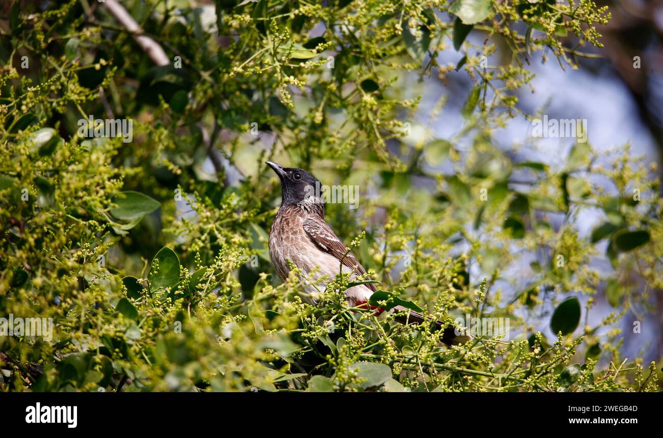 Red vented bulbul red vented bulbul singing hi-res stock photography ...