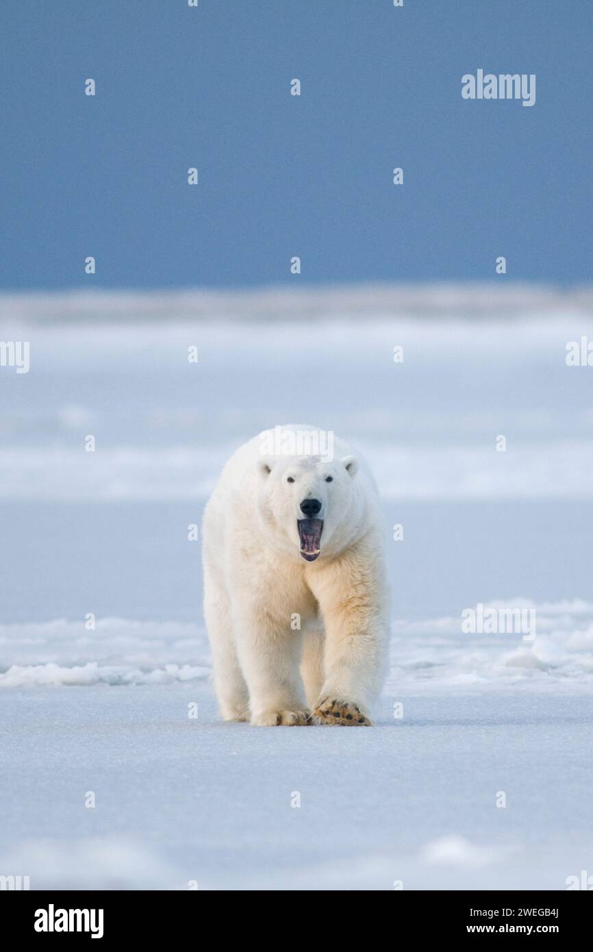 polar bear, Ursus maritimus, nervous adult boar yawns as it walks along ...
